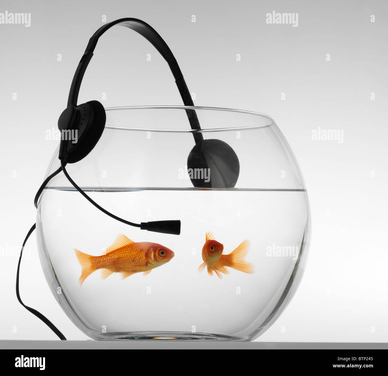 Goldfish listens to music Stock Photo - Alamy