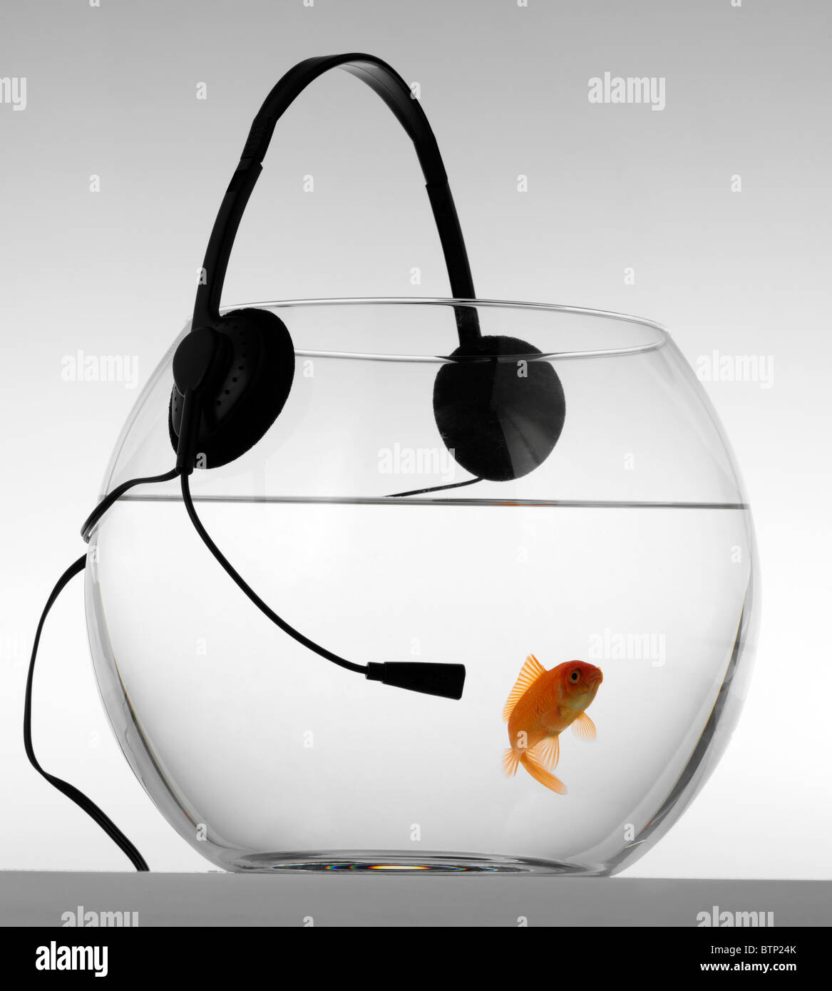 Goldfish listens to music Stock Photo - Alamy