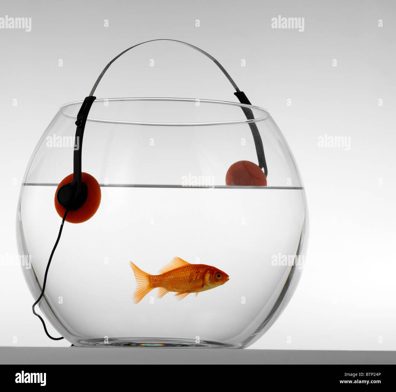 Goldfish listens to music Stock Photo - Alamy