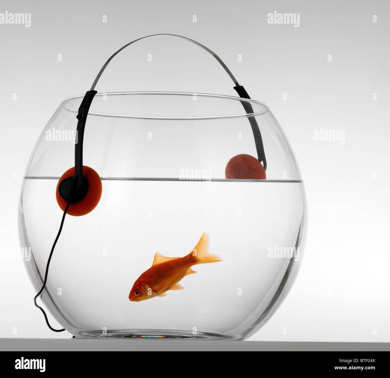 Goldfish listens to music Stock Photo - Alamy