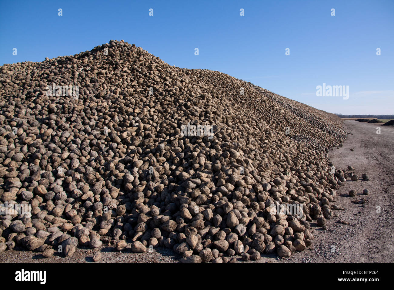 Large piles of Sugar Beets Sugar Beet harvest Saginaw County Michigan ...