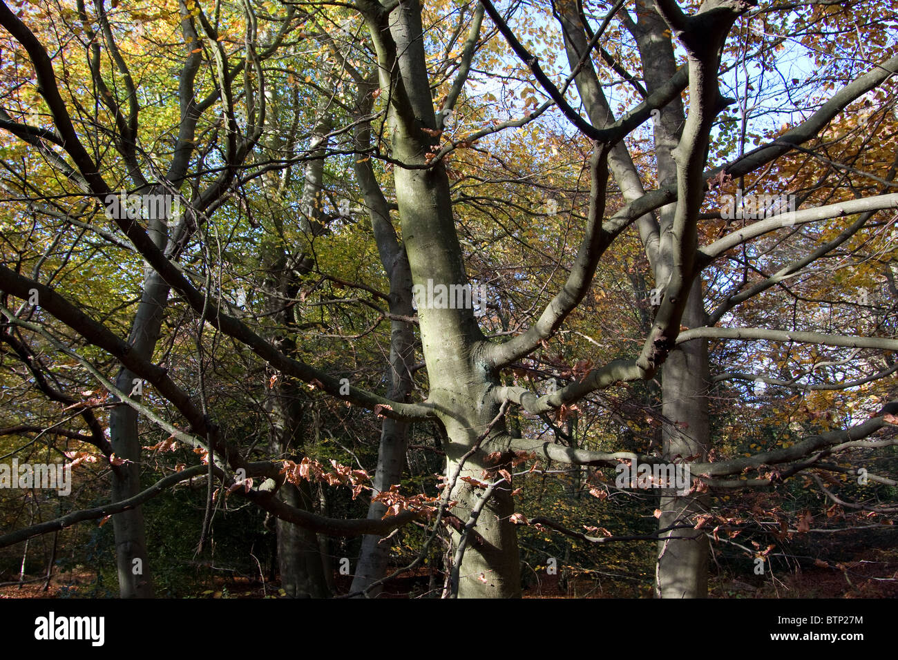 Epping forest in autumn fall woodland trees Stock Photo - Alamy