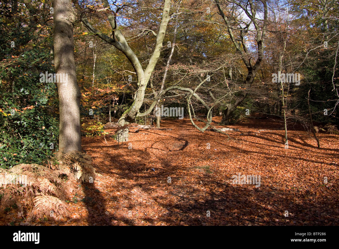 Epping forest in autumn fall woodland trees Stock Photo - Alamy