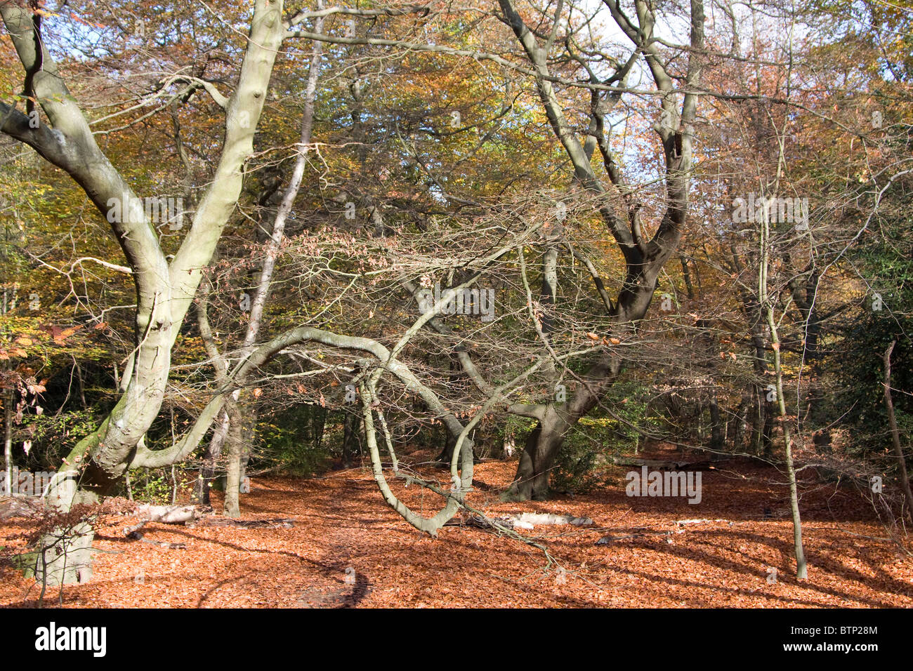 Epping forest in autumn fall woodland trees Stock Photo - Alamy