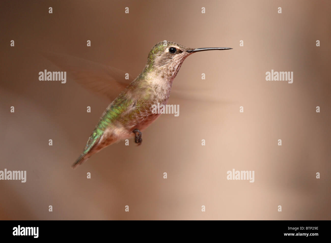An Anna's Hummingbird hovering in the air Stock Photo - Alamy