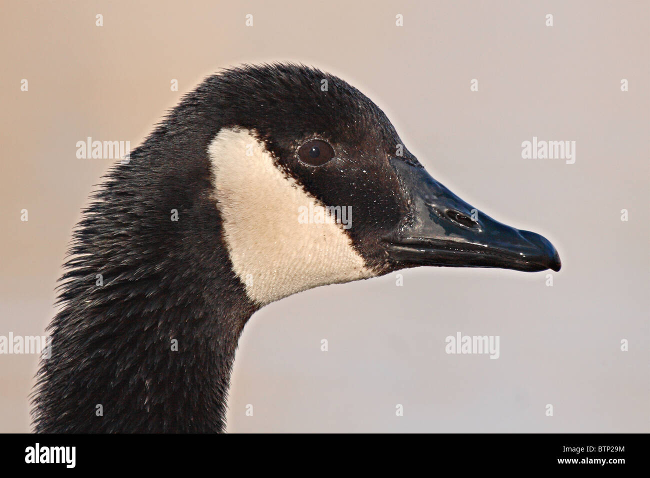 A Canadian Goose wet portrait Stock Photo - Alamy