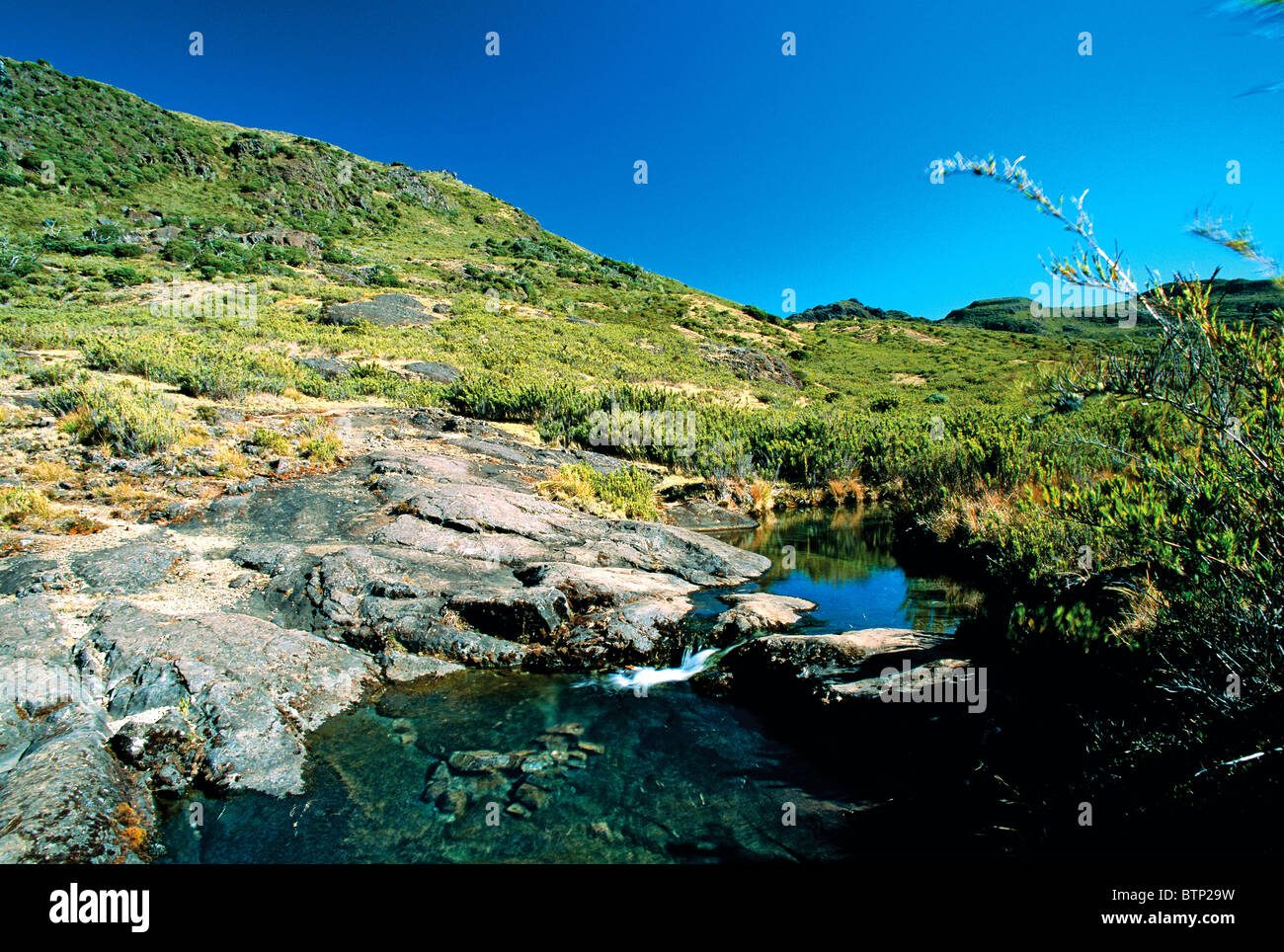Páramo, Chirripó National Park, Costa Rica Stock Photo - Alamy