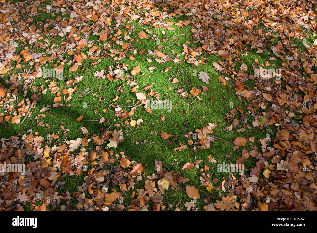 Epping forest in autumn fall leaves moss Stock Photo - Alamy