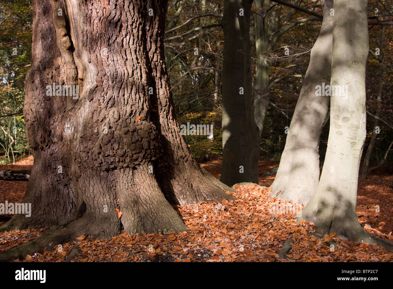 Epping forest in autumn fall woodland trees Stock Photo - Alamy