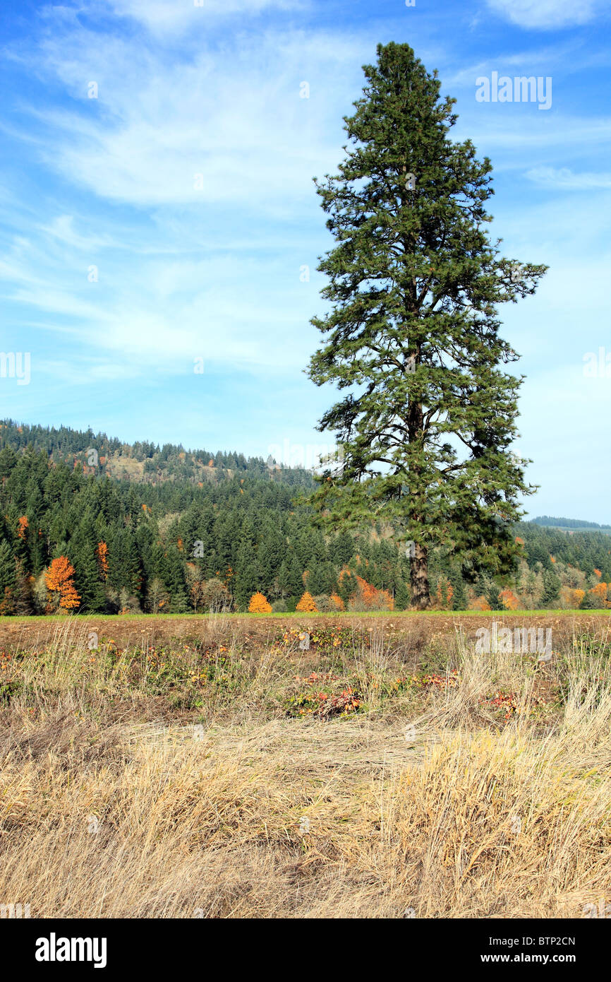 A large conifer stands in the middle of a farmer's field Stock Photo ...