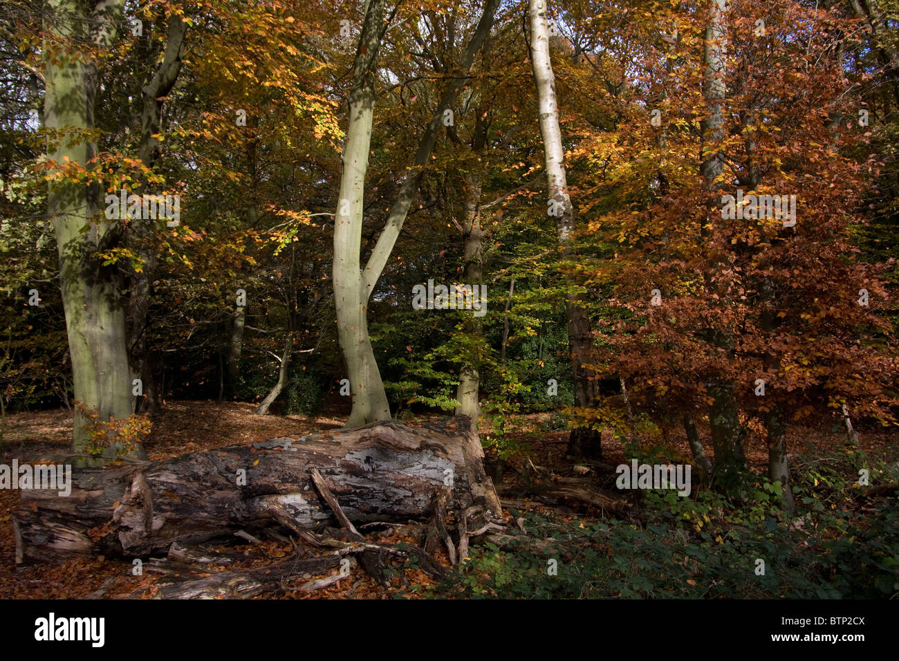 Epping forest in autumn fall woodland trees Stock Photo - Alamy