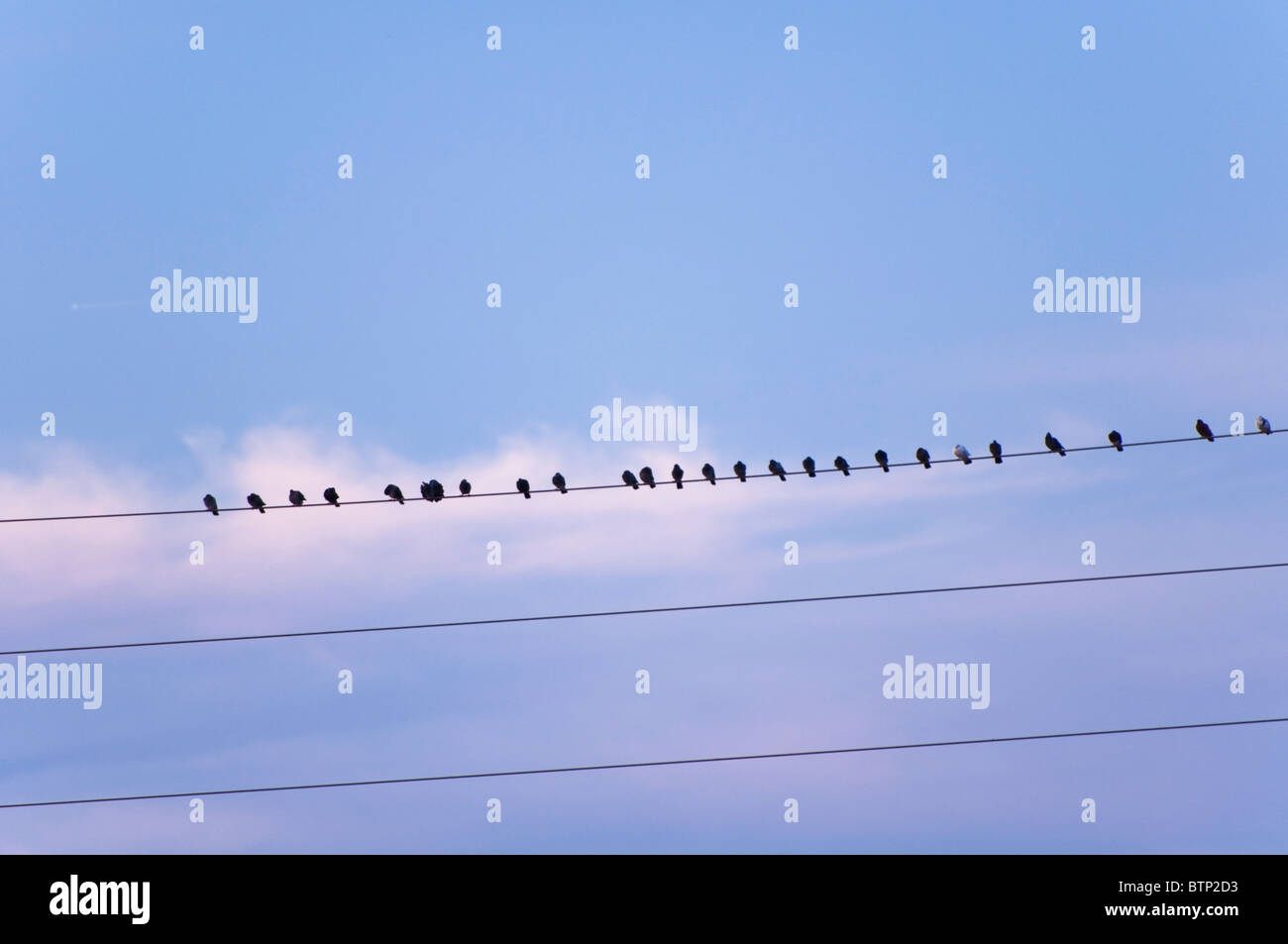 Birds on a wire Stock Photo - Alamy