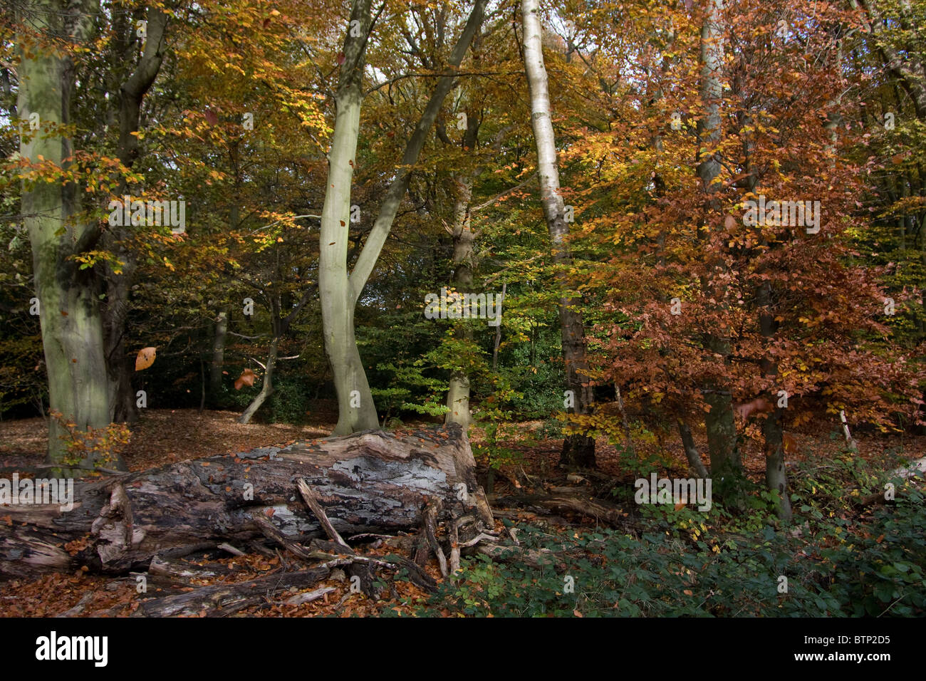 Epping forest in autumn fall woodland trees Stock Photo - Alamy