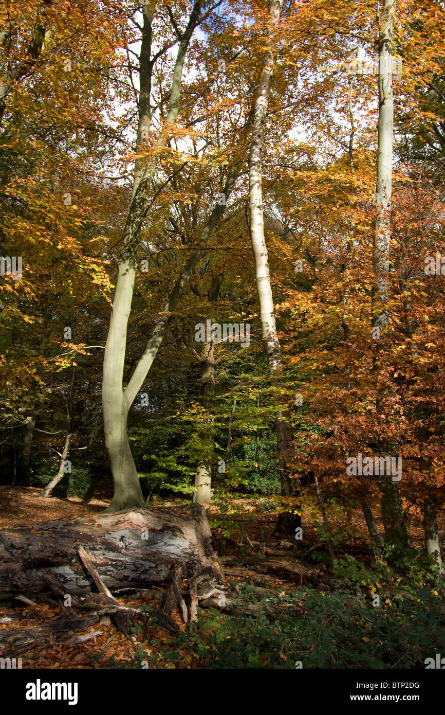 Epping forest in autumn fall woodland trees Stock Photo - Alamy