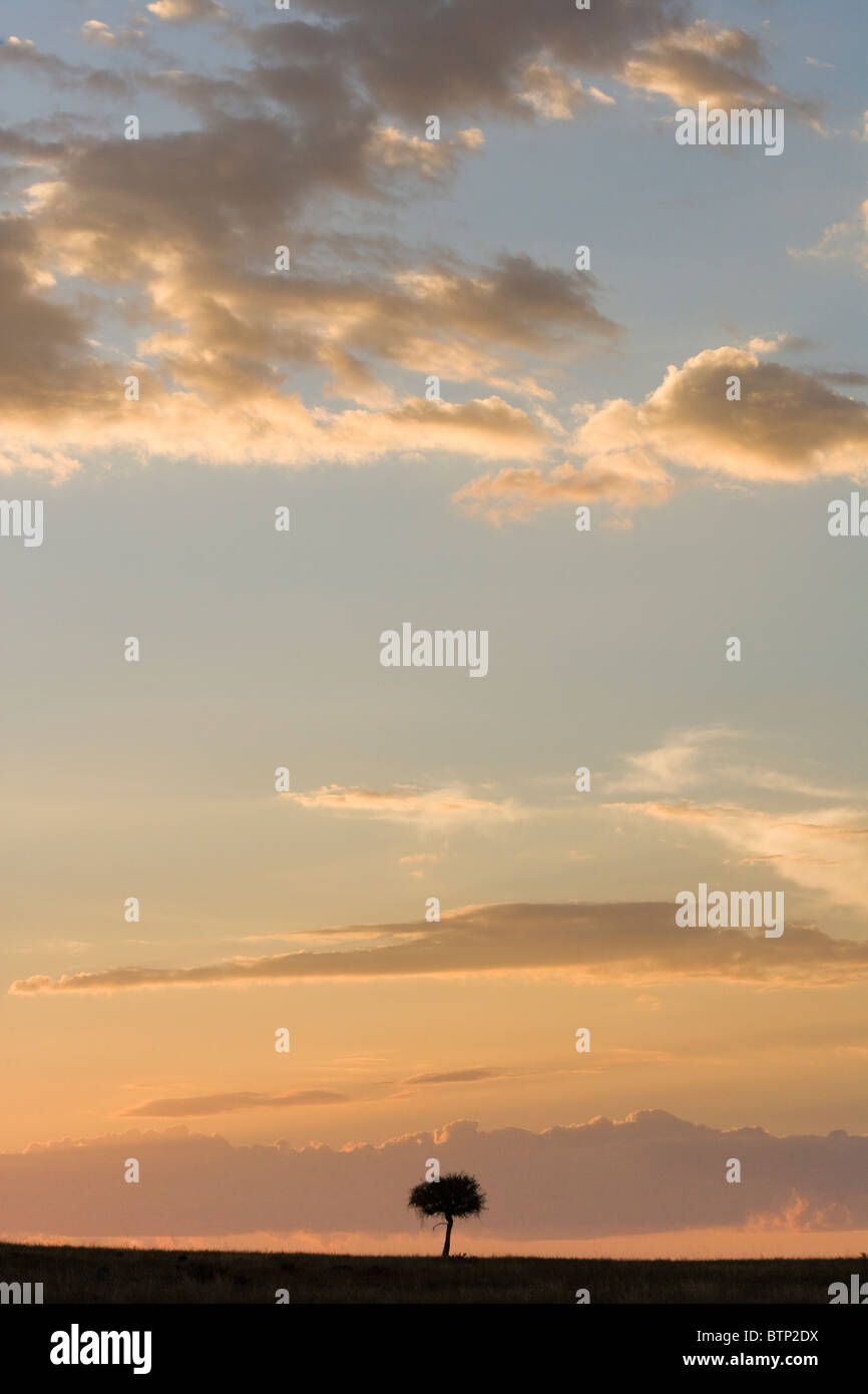 African sunset over the Masai Mara, Kenya Stock Photo - Alamy