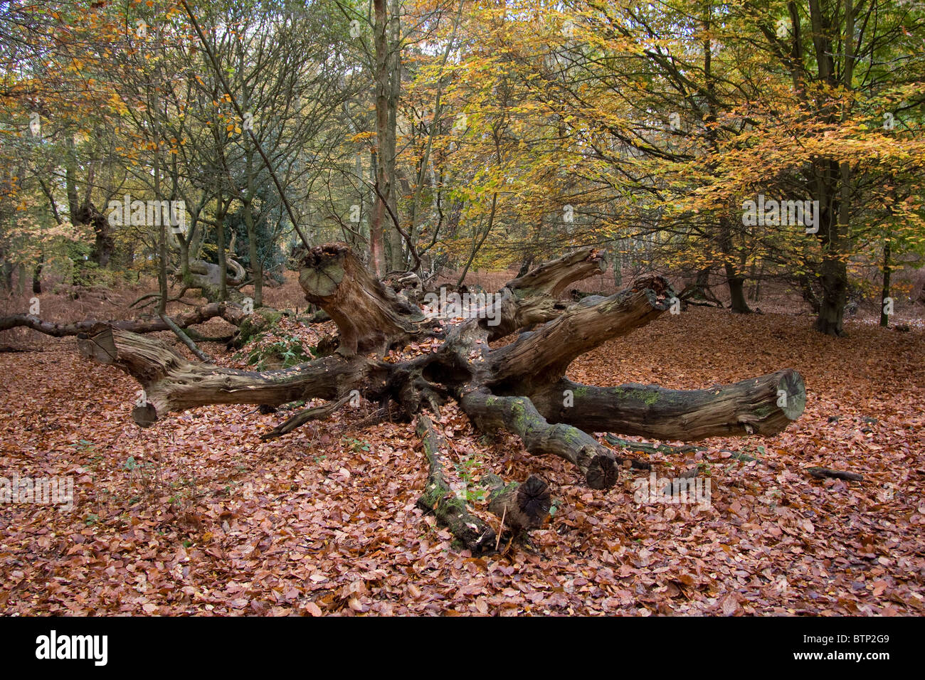 Epping forest in autumn fall woodland trees Stock Photo - Alamy