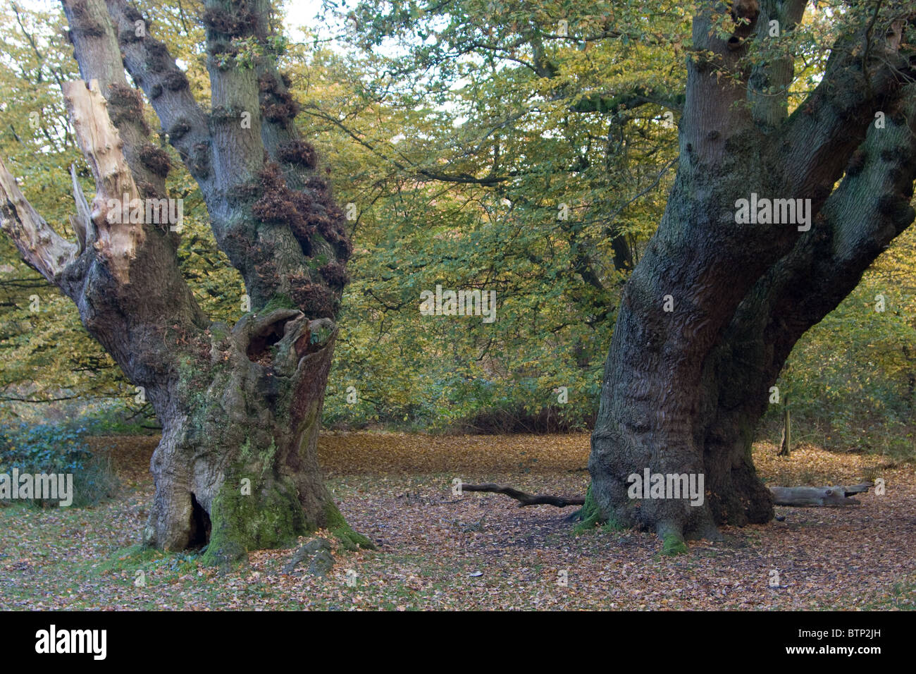 Epping forest in autumn fall woodland trees Stock Photo - Alamy