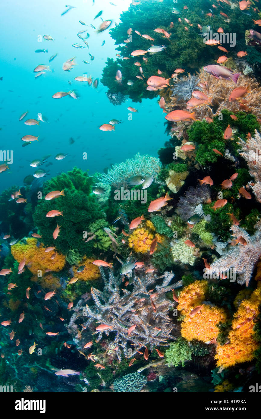 Small, colorful reef fish, Anthias sp., dance in a moderate current as ...