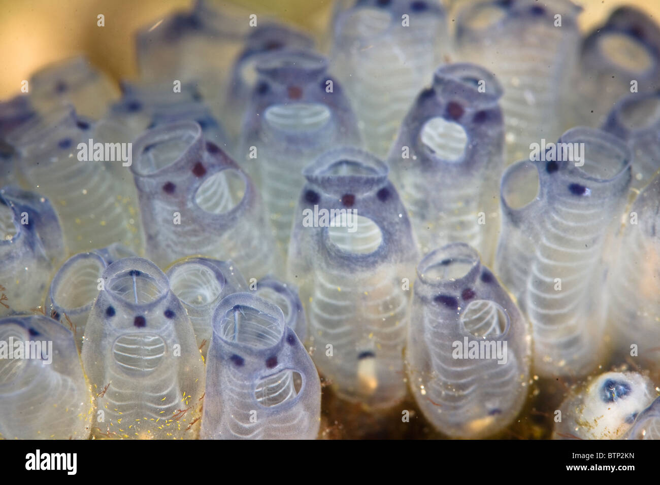 Colony of tubular tunicates, Clavelina moluccensis, grows on a tropical ...