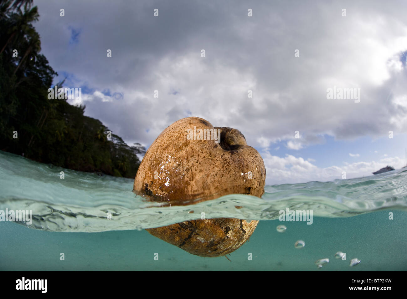 A coconut floats along the sandy shore of a French Polynesian island ...