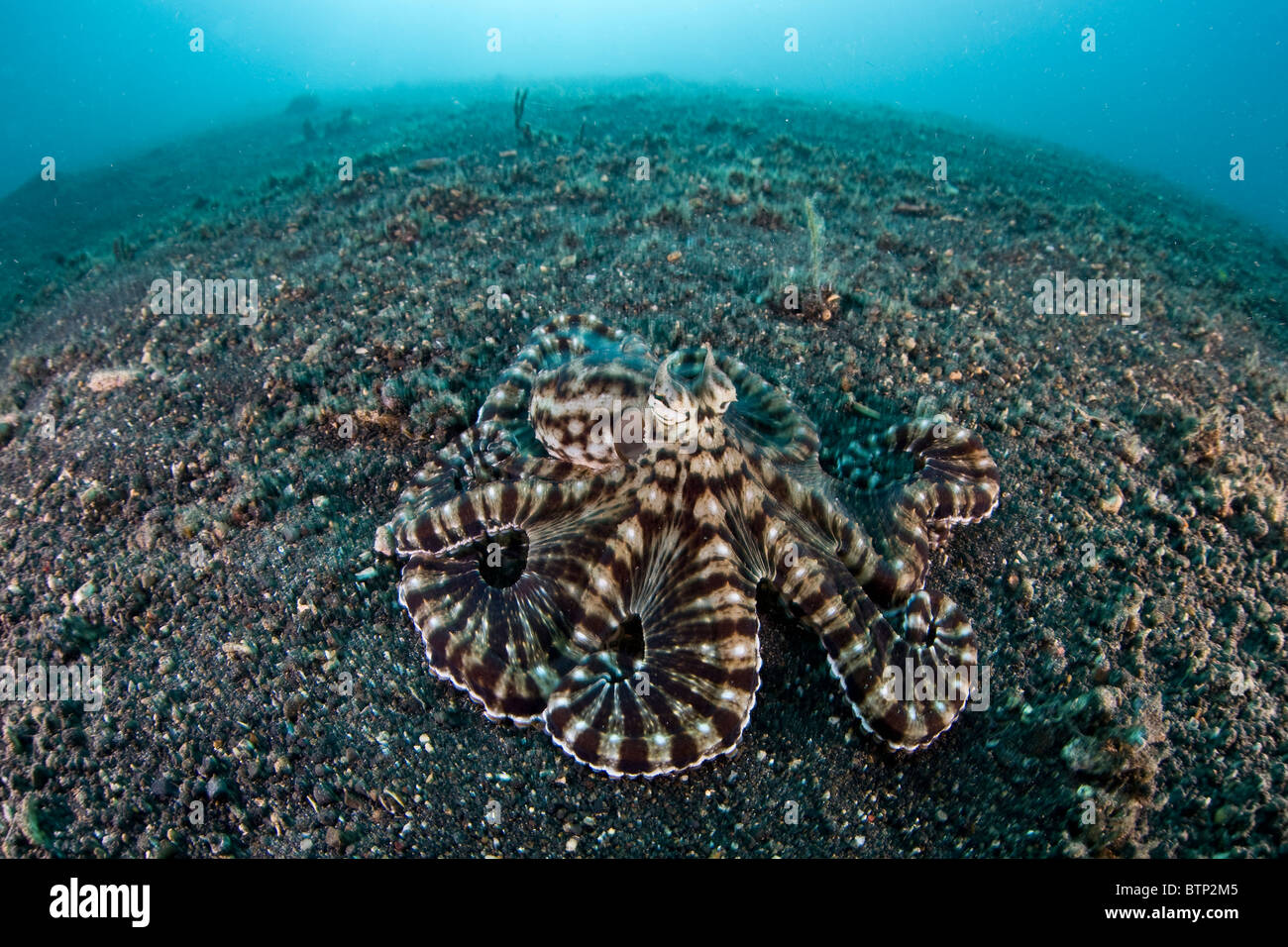Lesser octopus hi-res stock photography and images - Alamy