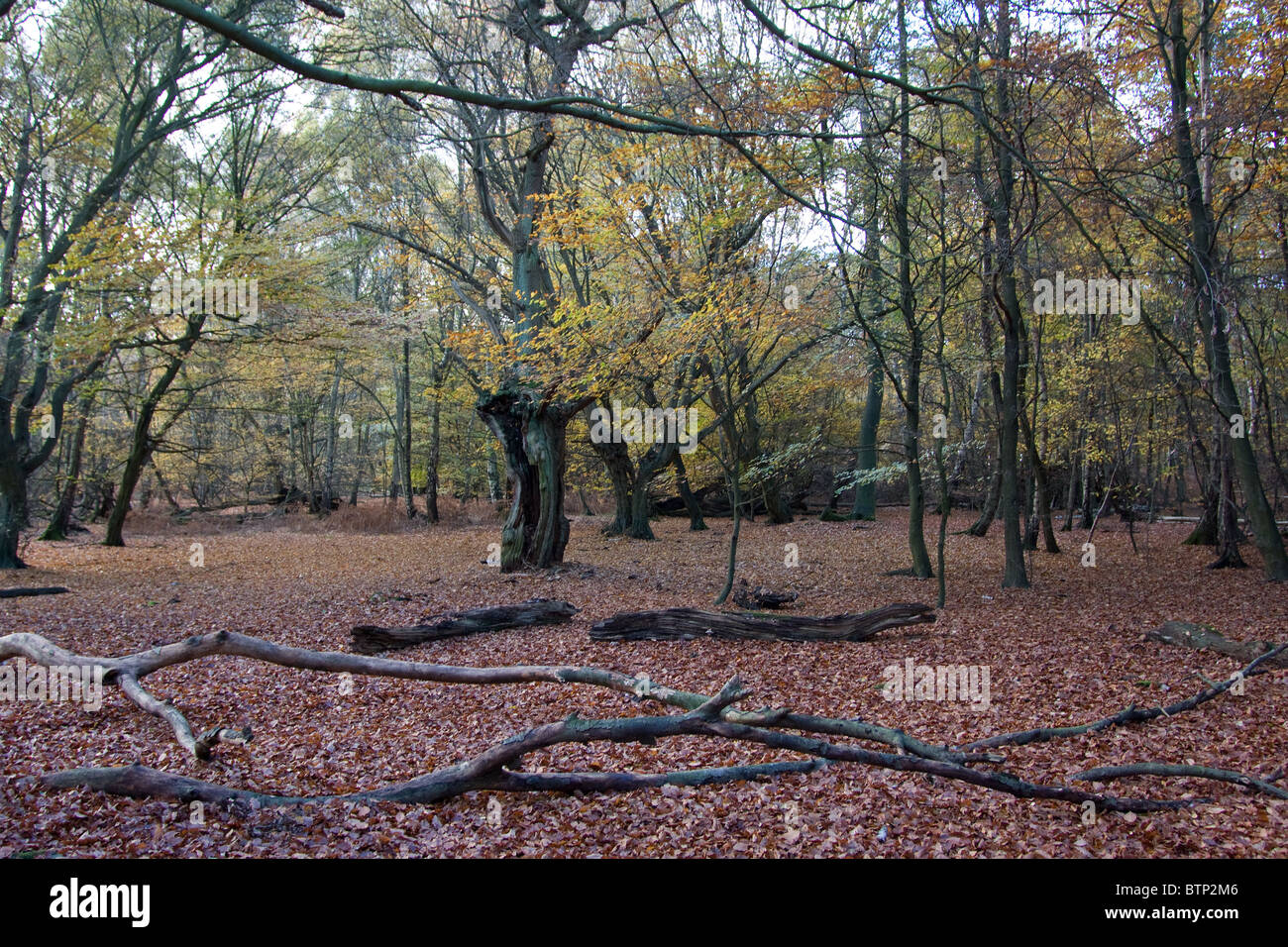 Epping forest in autumn fall woodland trees Stock Photo - Alamy