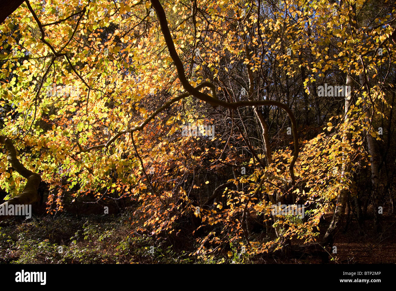 Epping forest in autumn fall woodland trees Stock Photo - Alamy