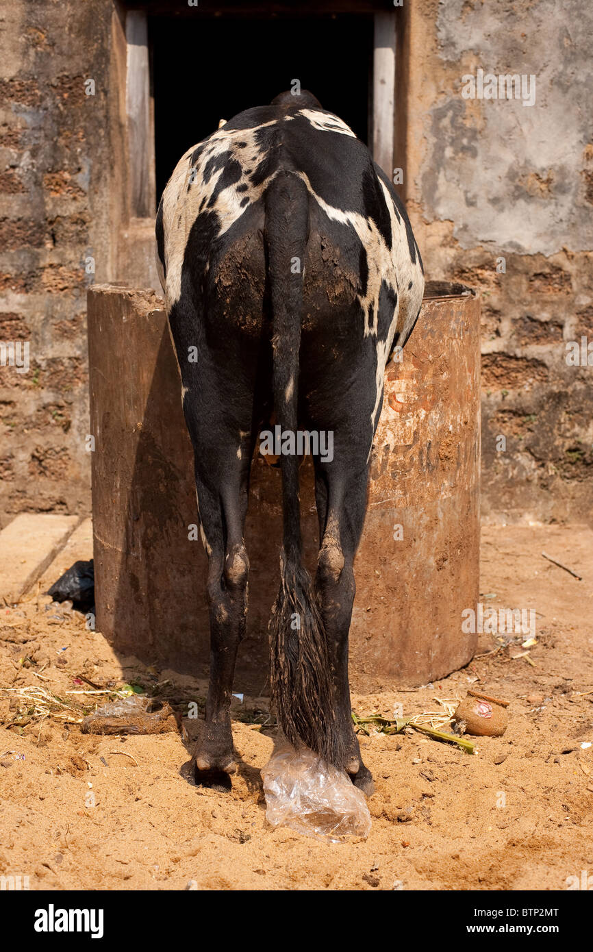 Rubbish bin funny hi-res stock photography and images - Alamy