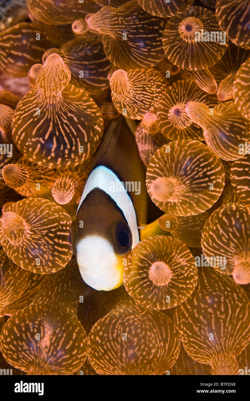 A Clark's anemonefish, Amphiprion clarkii, looks out at the reef from ...