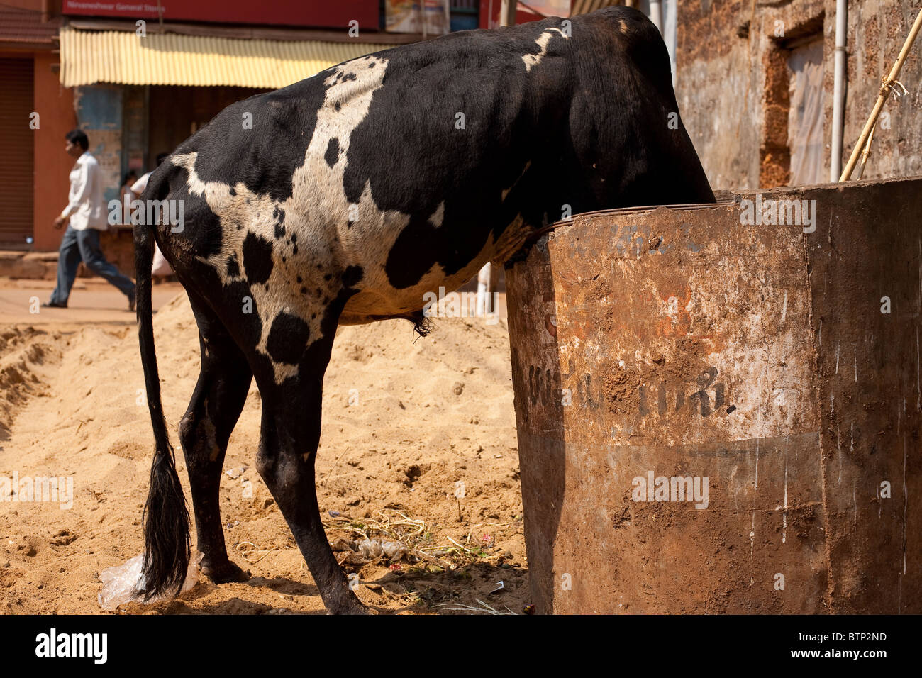 A black and white cow dives halfway into a waste bin in search of food ...