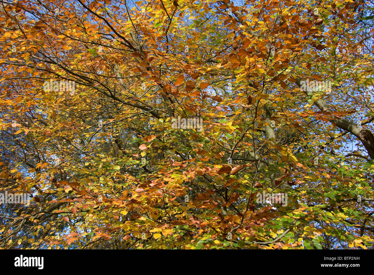 Epping forest in autumn fall woodland trees Stock Photo - Alamy