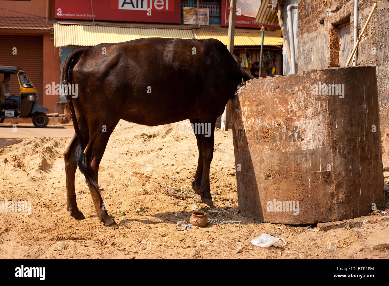 Cow eating garbage india hi-res stock photography and images - Alamy