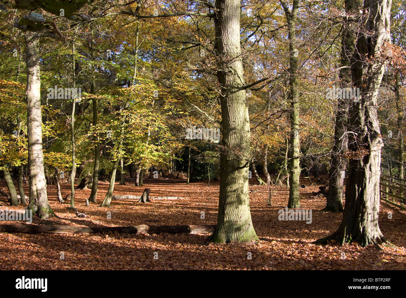 Epping forest in autumn fall woodland trees Stock Photo - Alamy