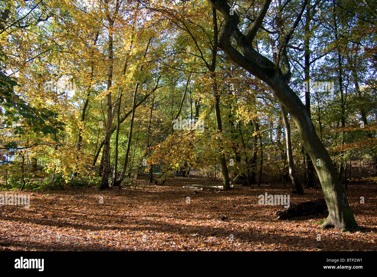 Epping forest in autumn fall woodland trees Stock Photo - Alamy