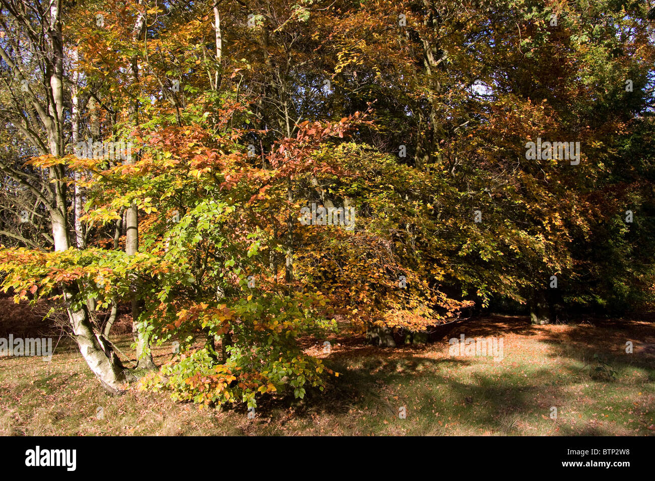 Epping forest in autumn fall woodland trees Stock Photo - Alamy