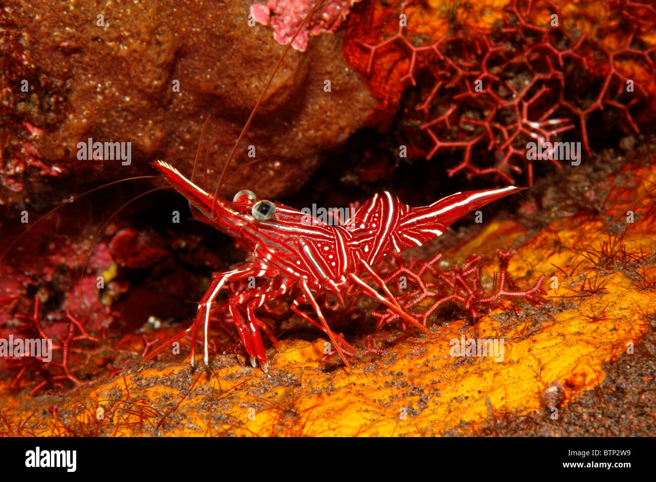 Dancing cleaner shrimp hi-res stock photography and images - Alamy