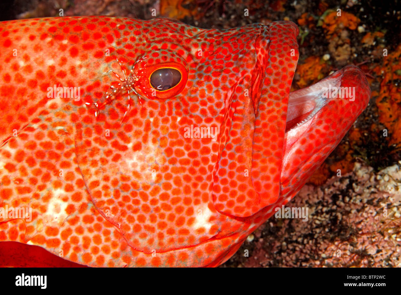 Tomato Cod, or Tomato grouper, Cephalopholis sonnerati, being cleaned ...