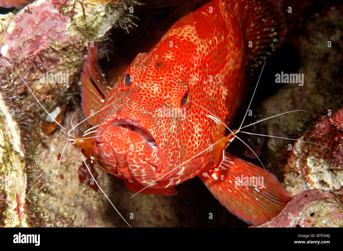 Grouper mouth hi-res stock photography and images - Alamy