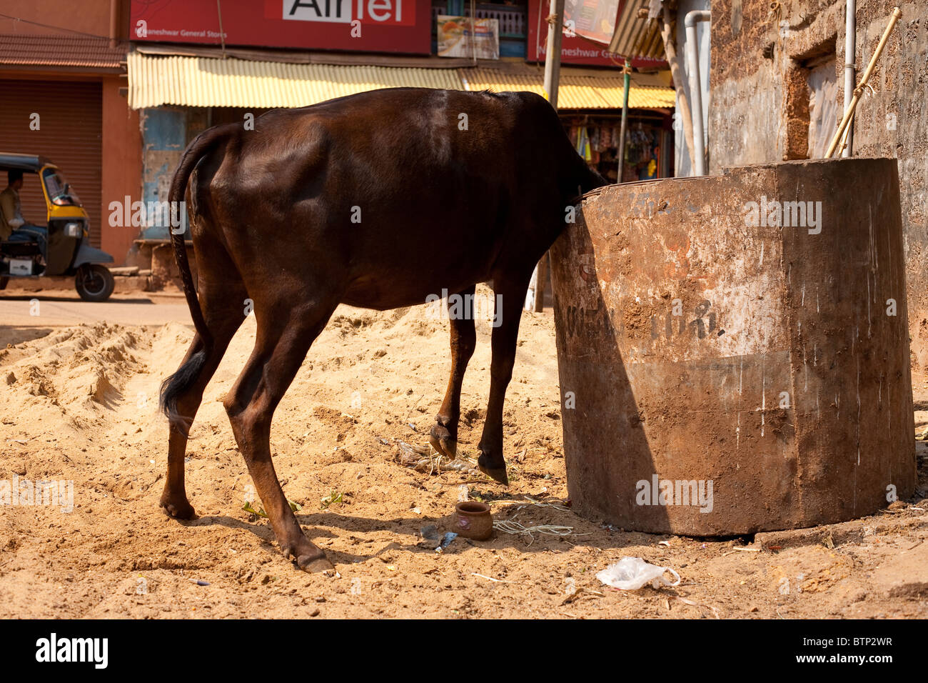 Cow neck hi-res stock photography and images - Alamy