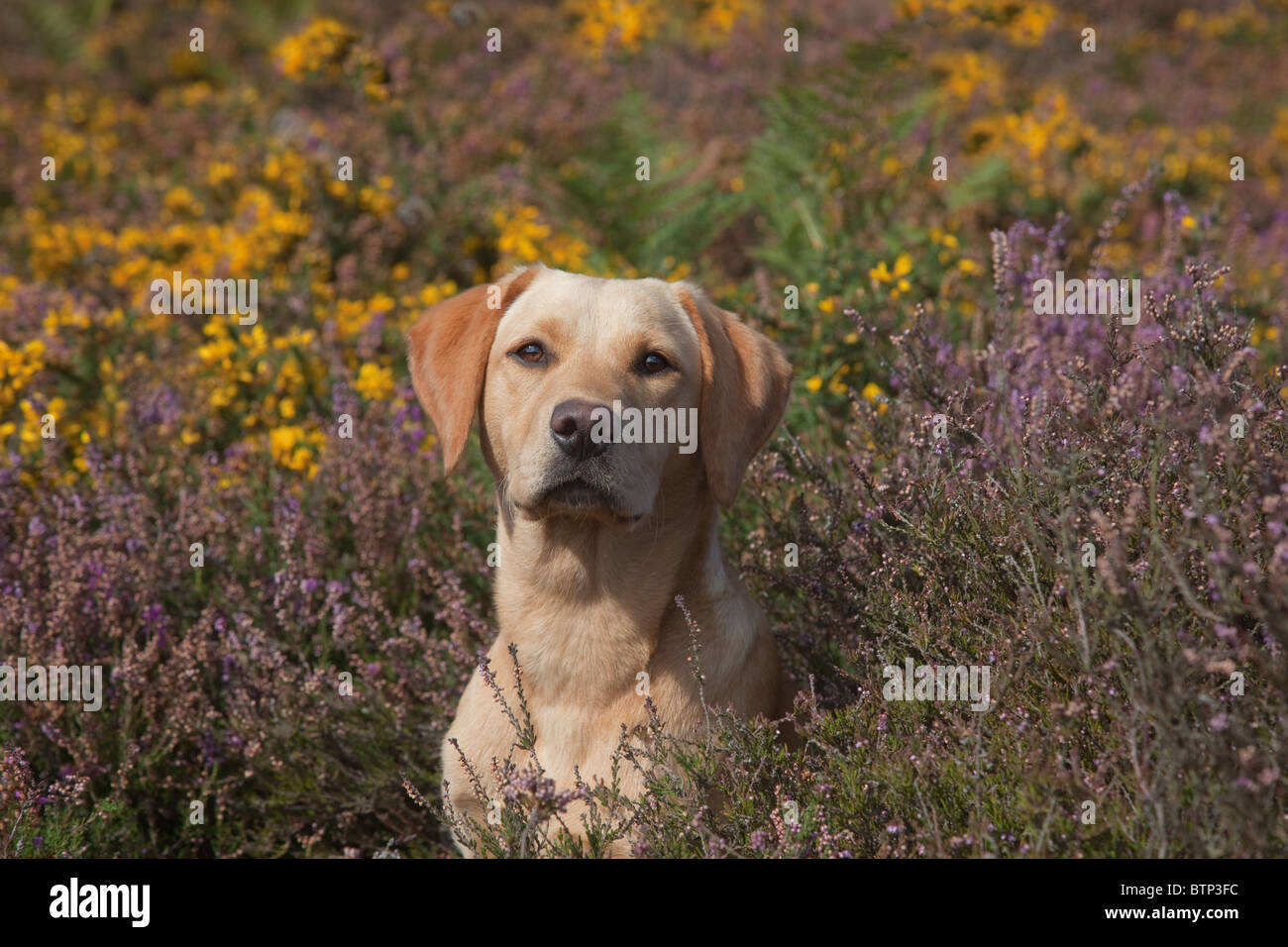 Yellow Labrador portrait on Heathland Stock Photo - Alamy