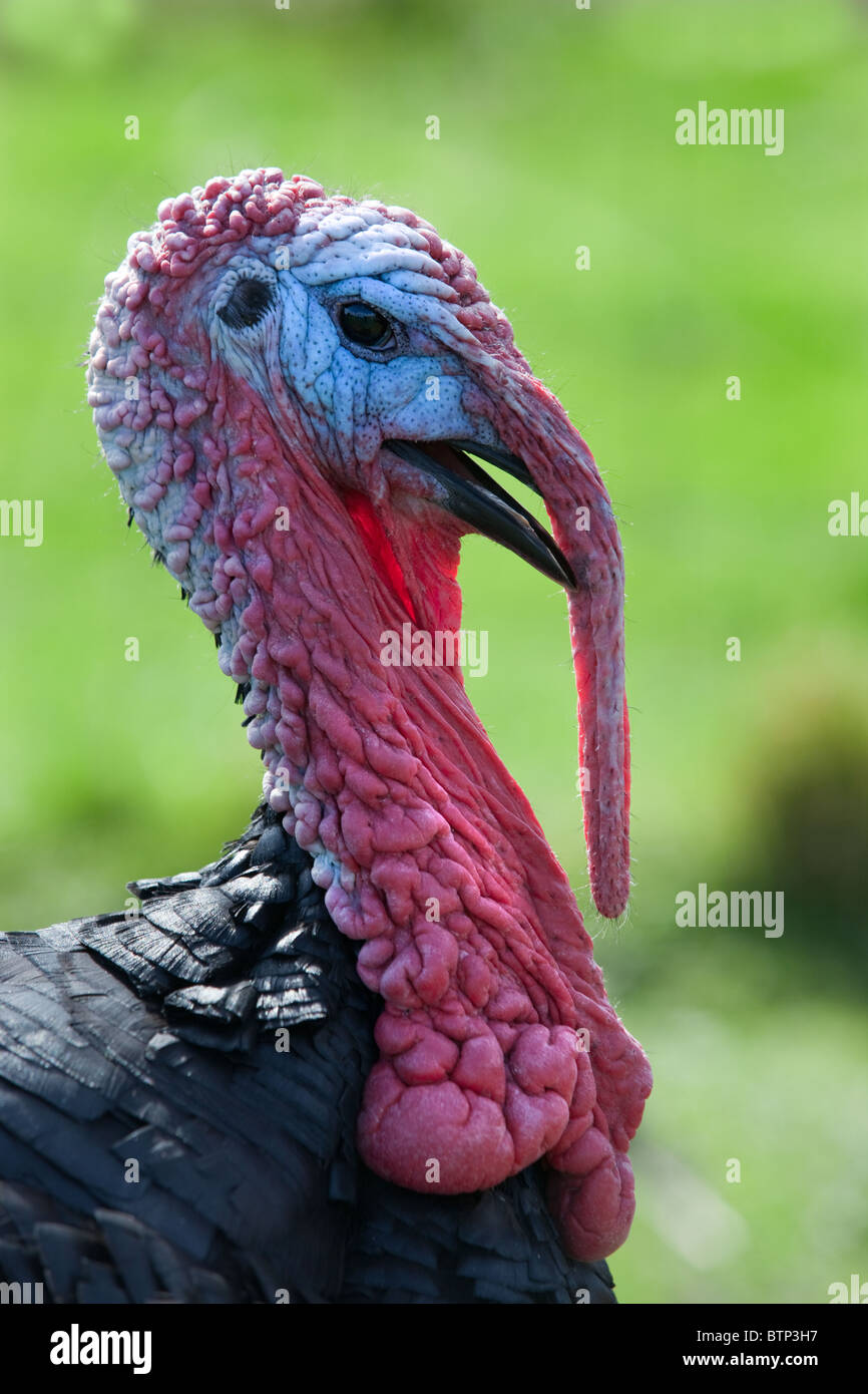 Norfolk Black Turkey Portrait Stock Photo - Alamy