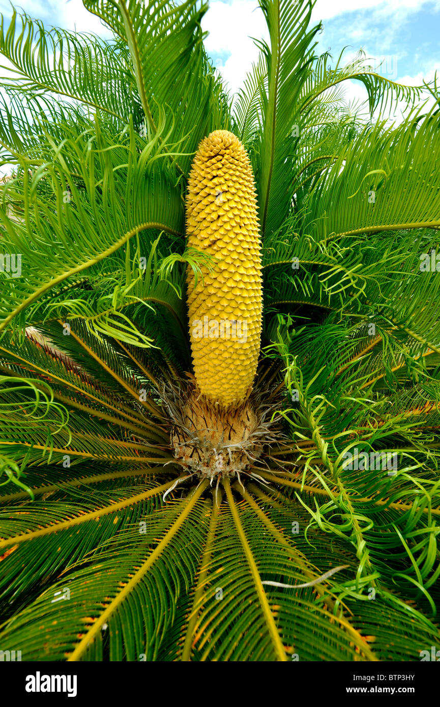 Pollen Bearing Cycad revoluta in Frontyard at Ballina NSW Australia ...