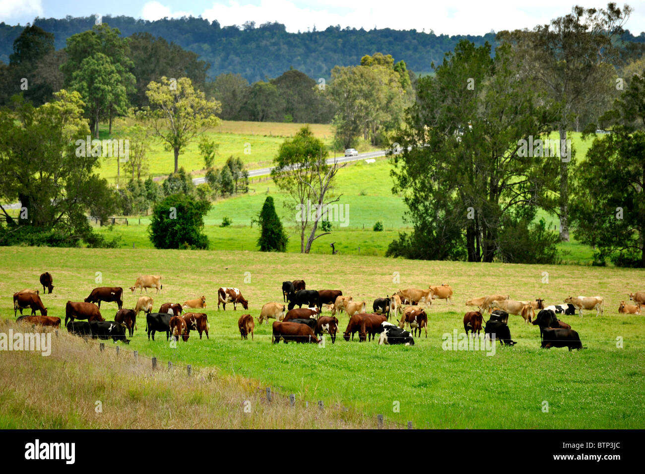 Cattle farm australia hi-res stock photography and images - Alamy