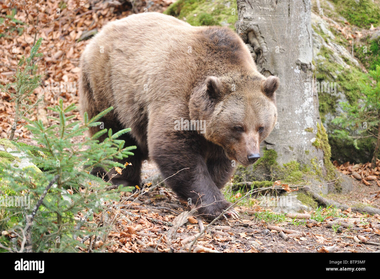 European brown bear - Eurasian brown bear (Ursus arctos arctos) - Big ...