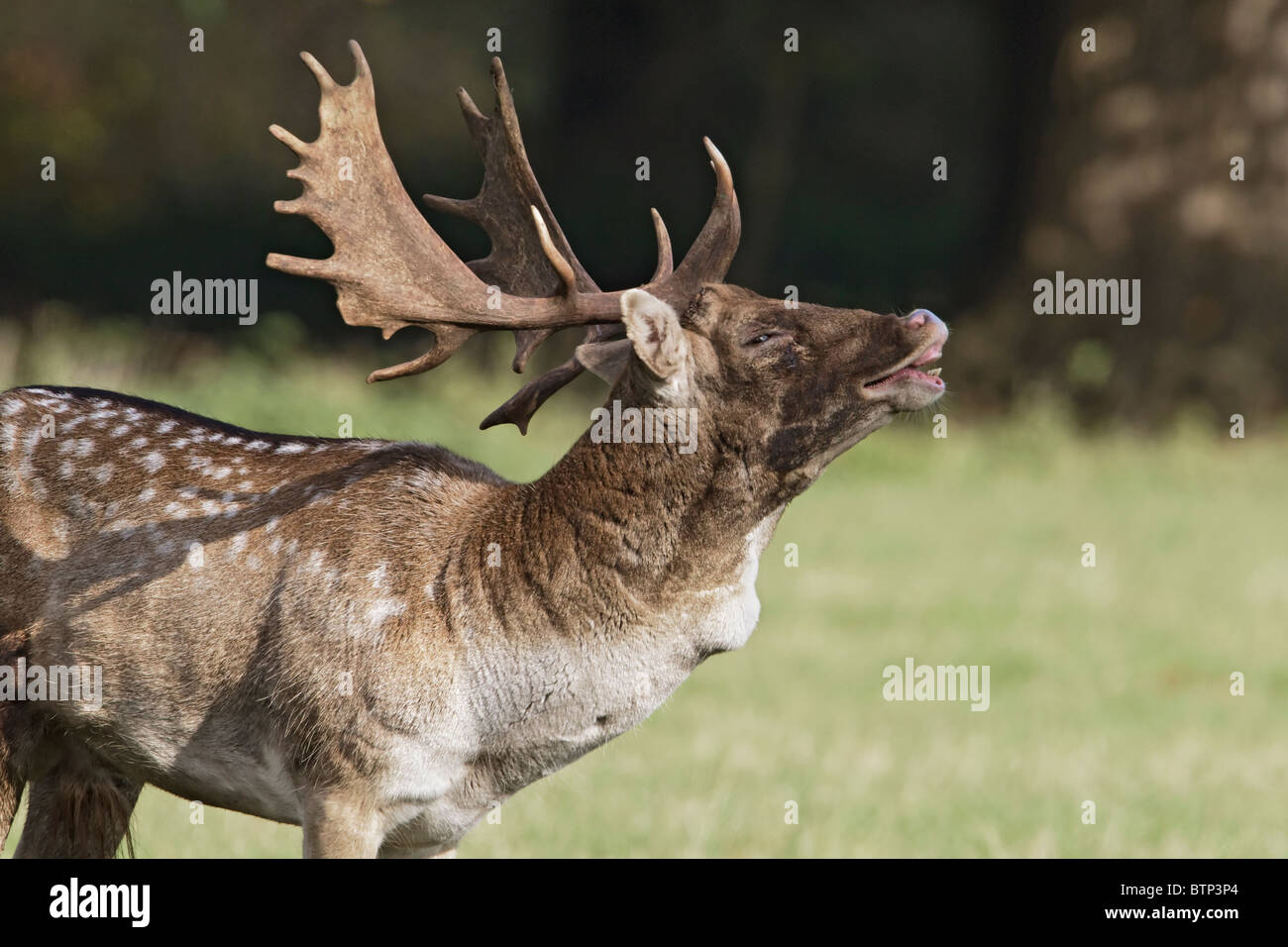 Sniffing aggression hi-res stock photography and images - Alamy