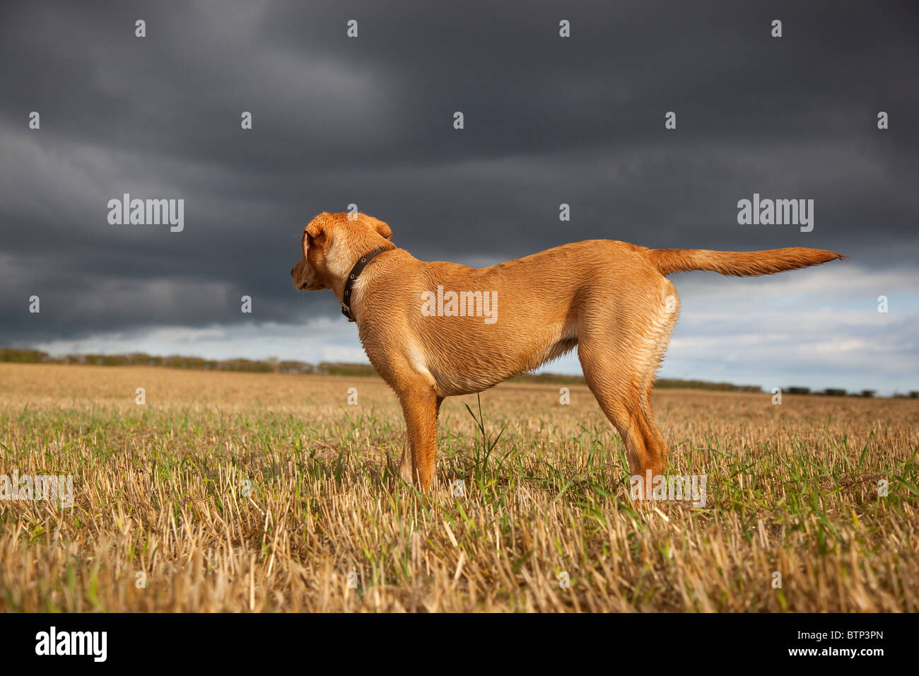 Young Yellow Labrador in stubble field Stock Photo - Alamy