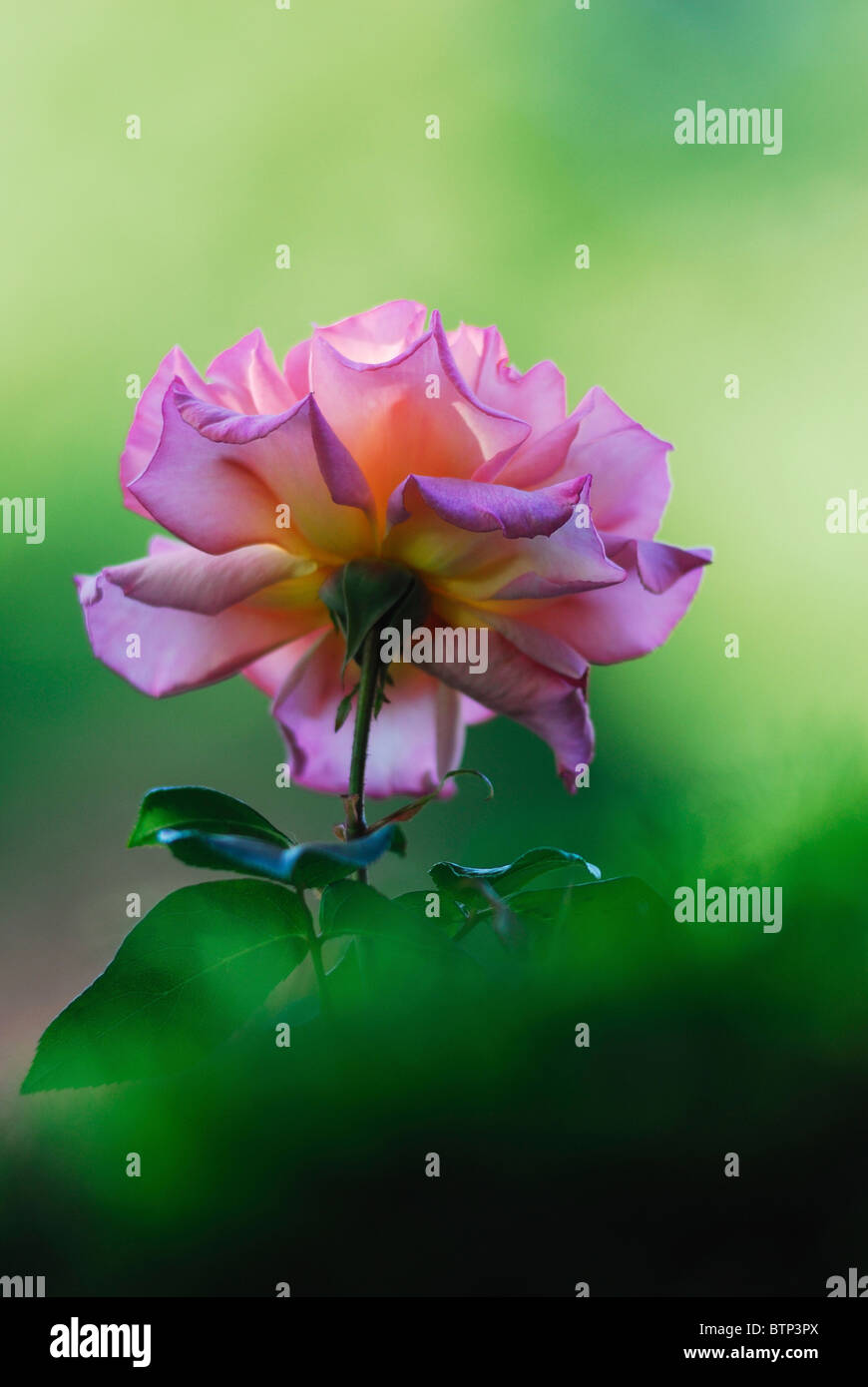 A mystery pink rose in bloom. Dorset, UK June 2010 Stock Photo - Alamy
