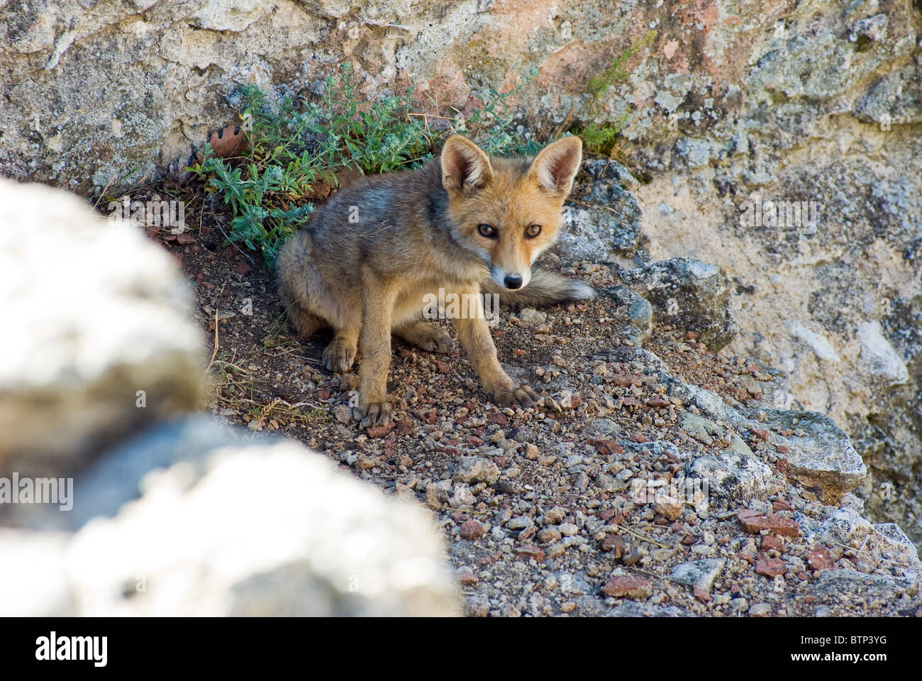 Young fox hi-res stock photography and images - Alamy
