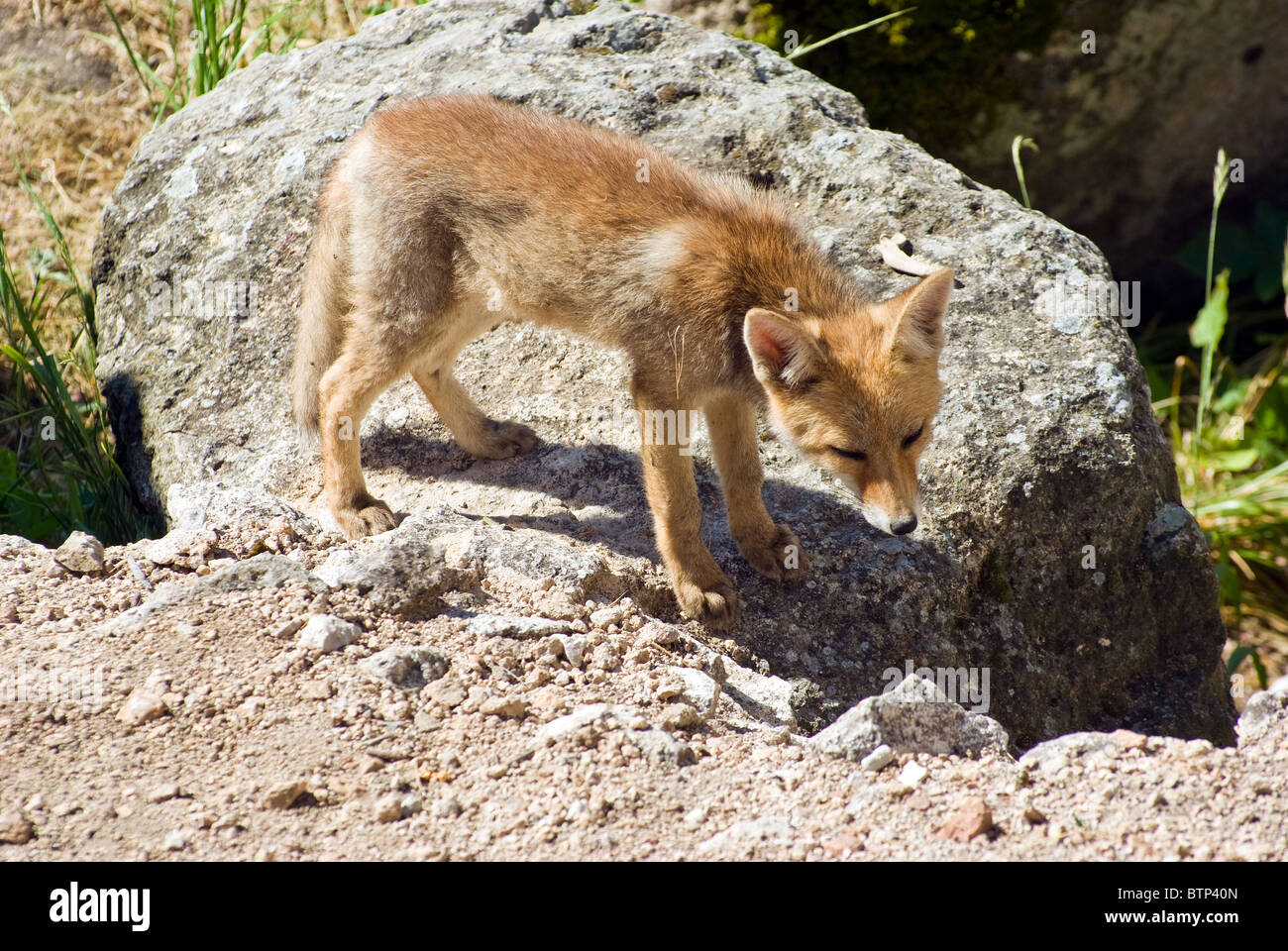 Young fox hi-res stock photography and images - Alamy