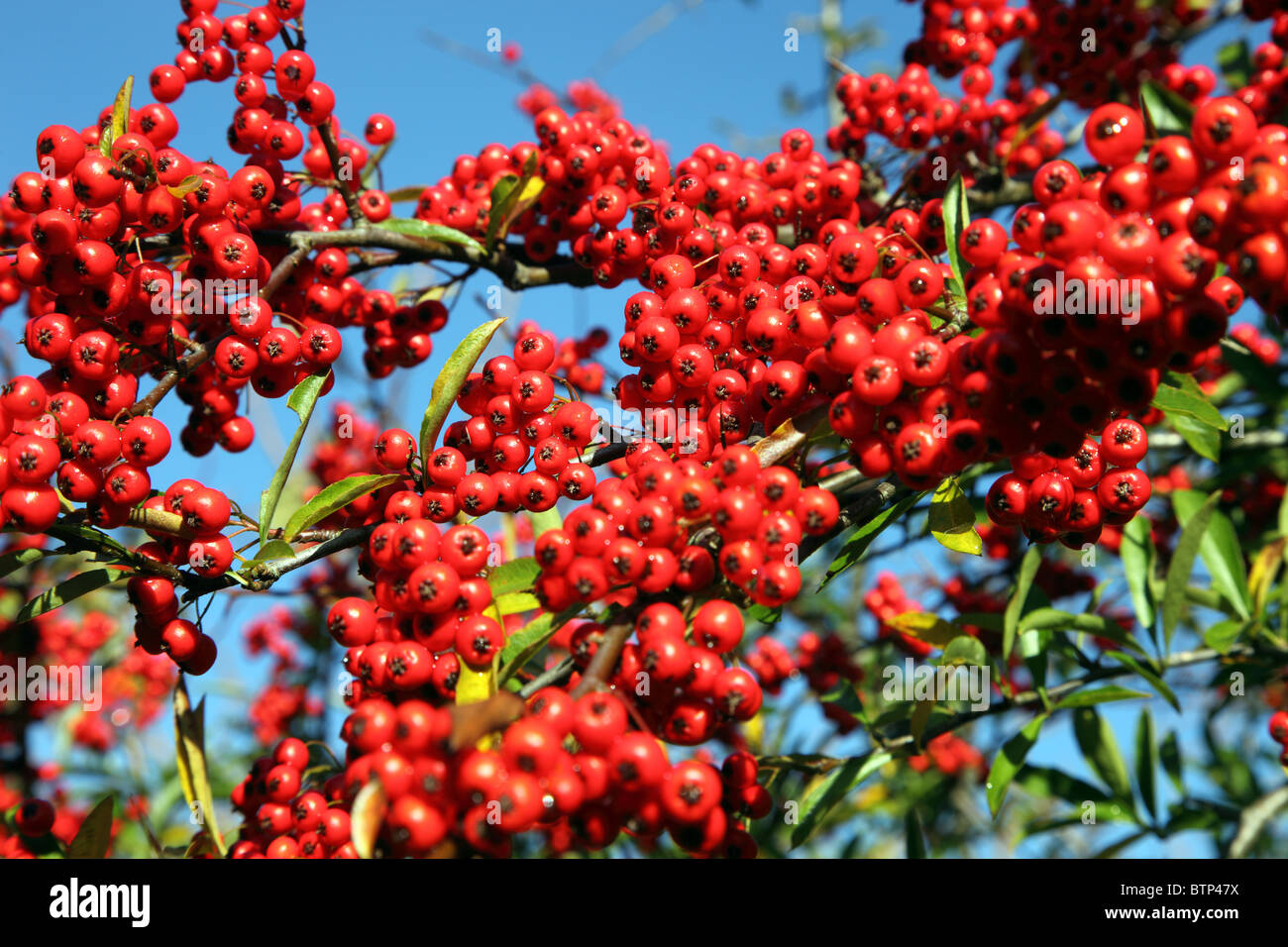 Scarlet Pyracantha berries in an Irish garden Stock Photo - Alamy